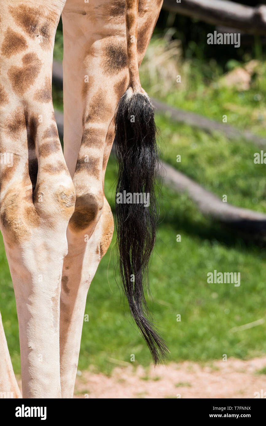 details of a giraffe in a zoo in italy Stock Photo - Alamy