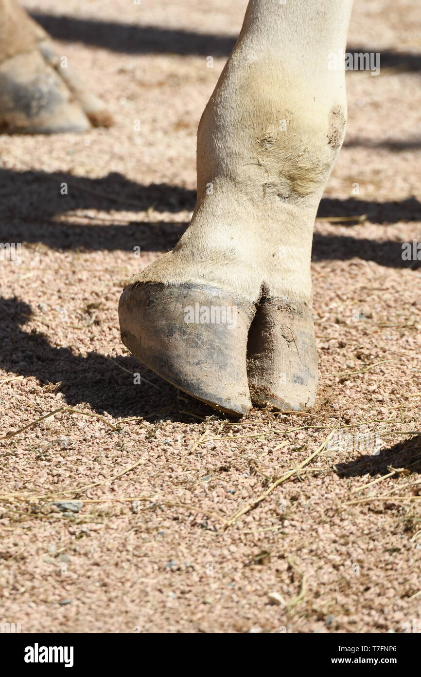 details of a giraffe in a zoo in italy Stock Photo - Alamy