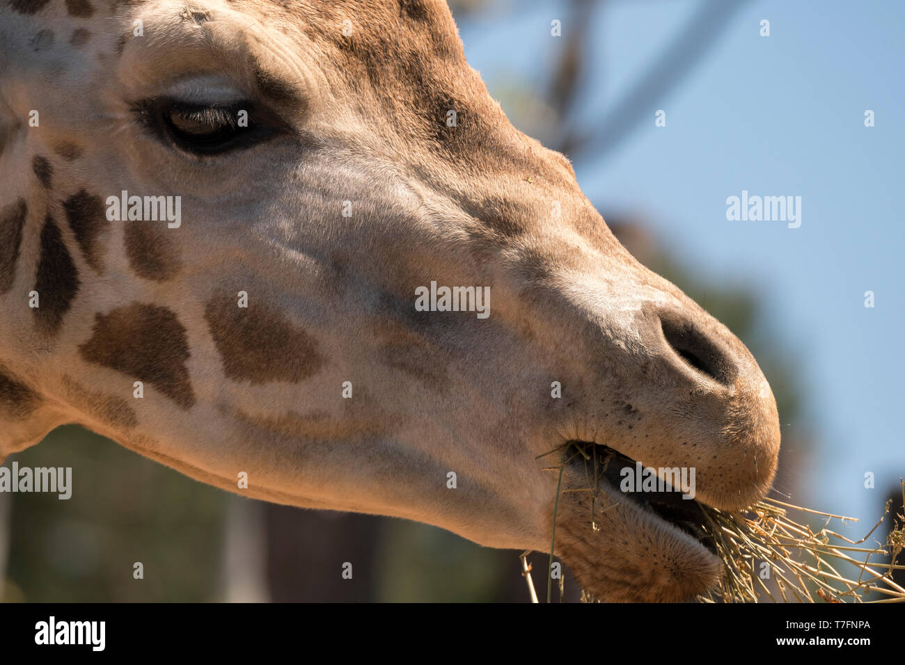details of a giraffe in a zoo in italy Stock Photo - Alamy