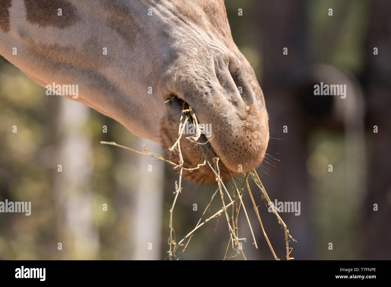 details of a giraffe in a zoo in italy Stock Photo - Alamy