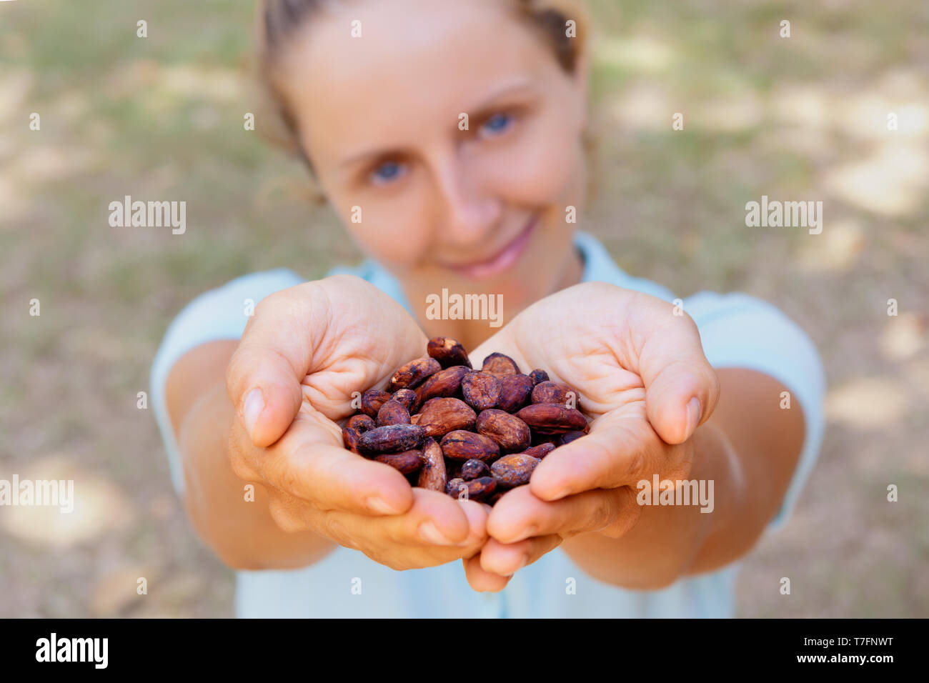 Cacao trees plantation harvest. Woman hold in hands brown dried ...