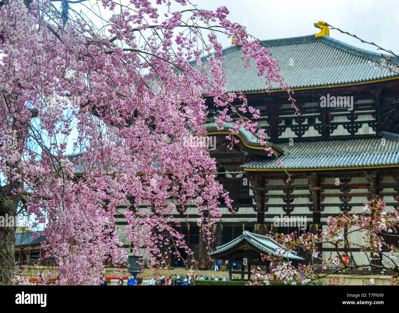Ancient Buddhist temple Todai-ji with cherry blossom in Nara, Japan ...