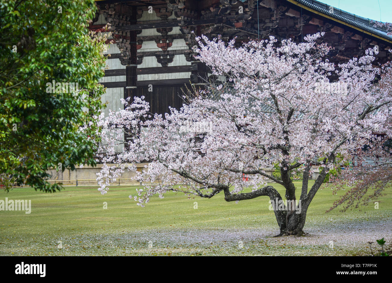 Cherry flowers with ancient building in Nara, Japan. Nara is the old ...