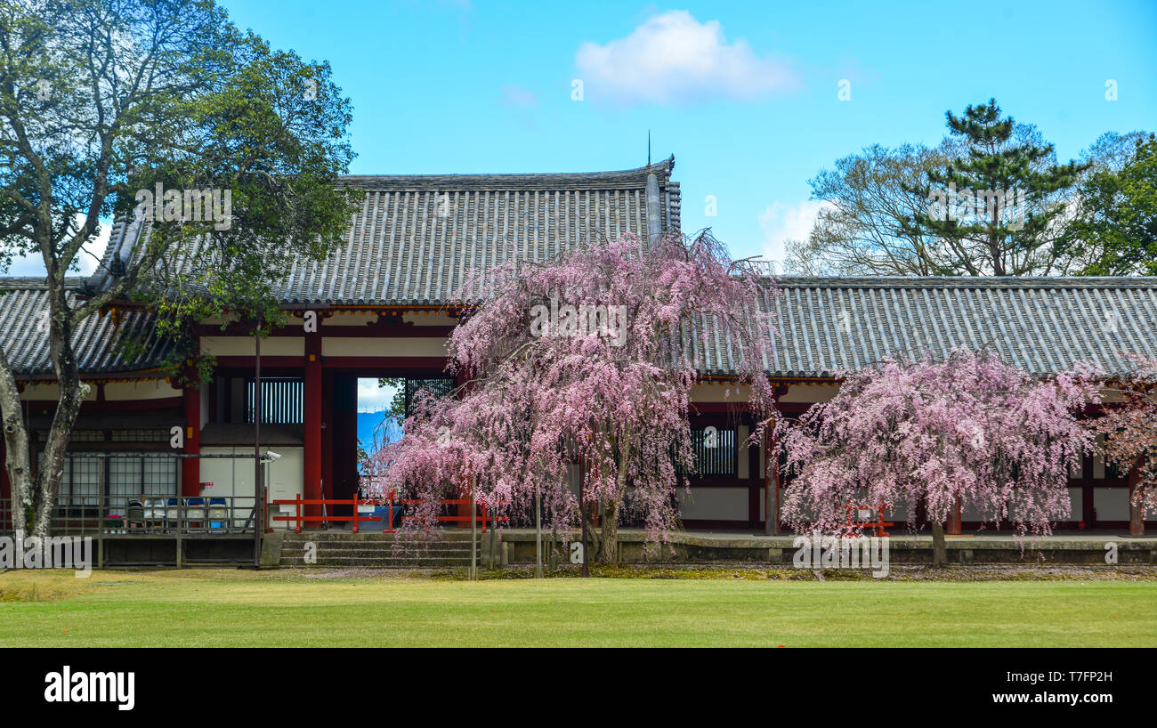 Ancient Buddhist temple Todai-ji with cherry blossom in Nara, Japan ...