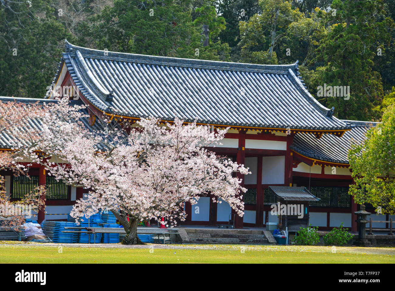 Cherry flowers with ancient building in Nara, Japan. Nara is the old ...