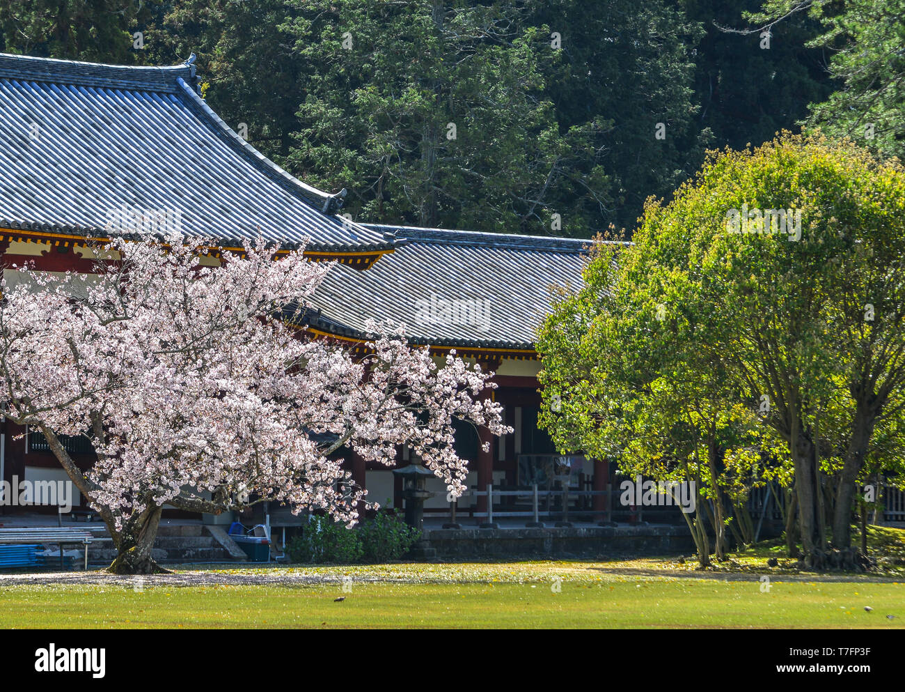Cherry flowers with ancient building in Nara, Japan. Nara is the old ...