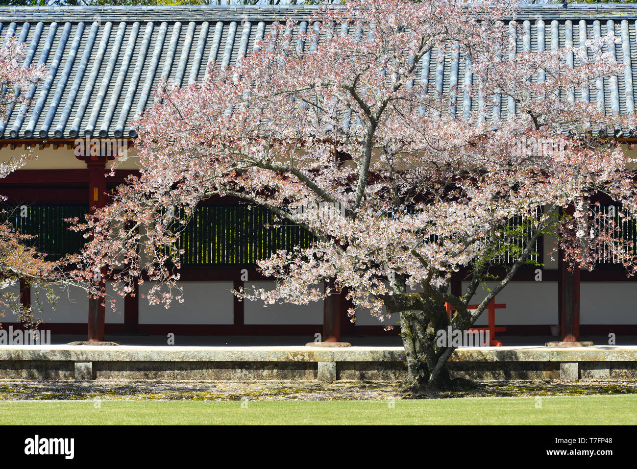 Cherry flowers with ancient building in Nara, Japan. Nara is the old ...