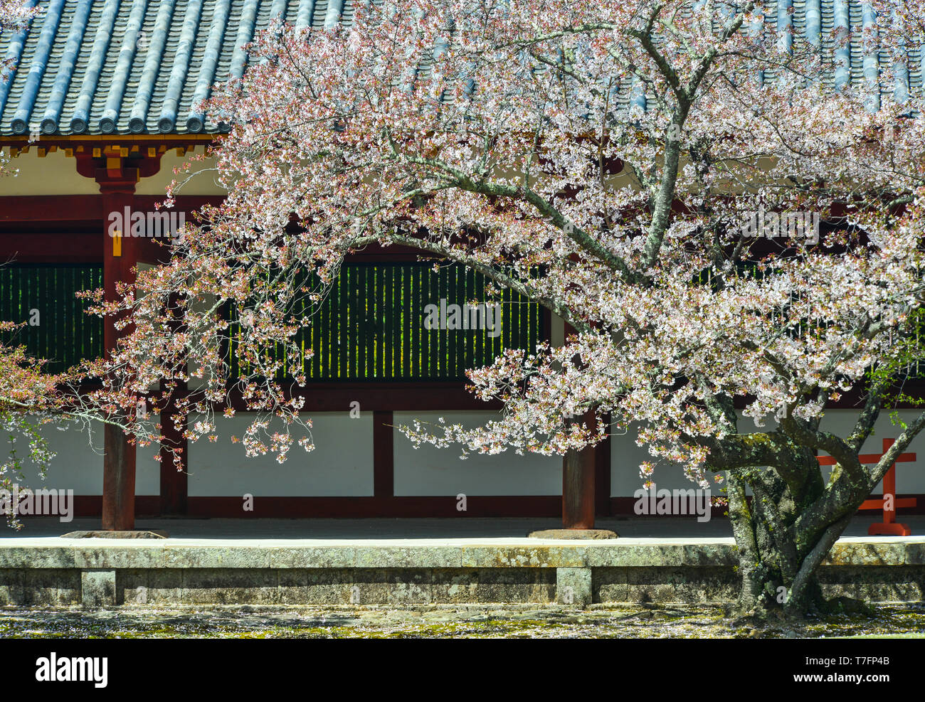 Cherry flowers with ancient building in Nara, Japan. Nara is the old ...