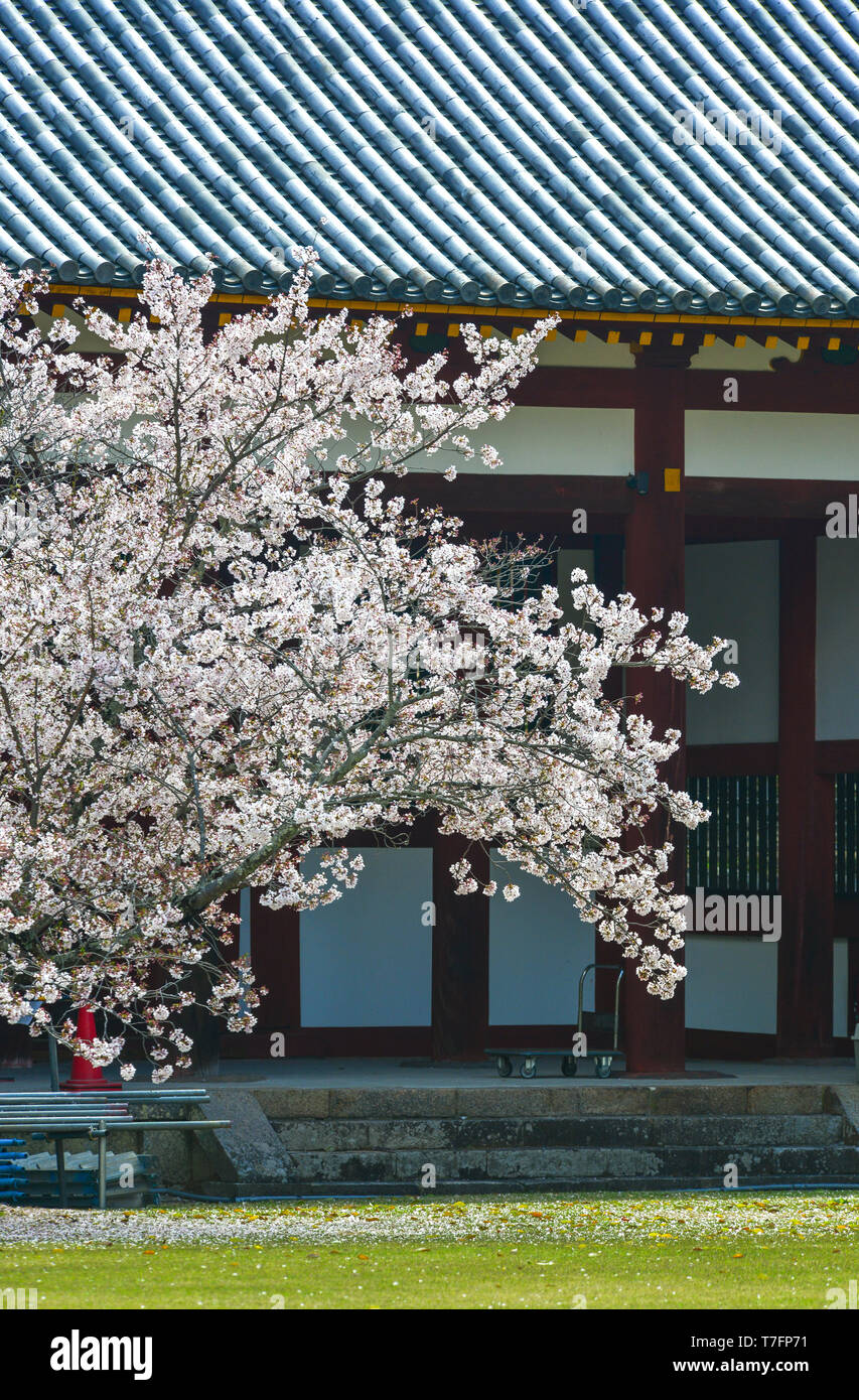 Cherry flowers with ancient building in Nara, Japan. Nara is the old ...
