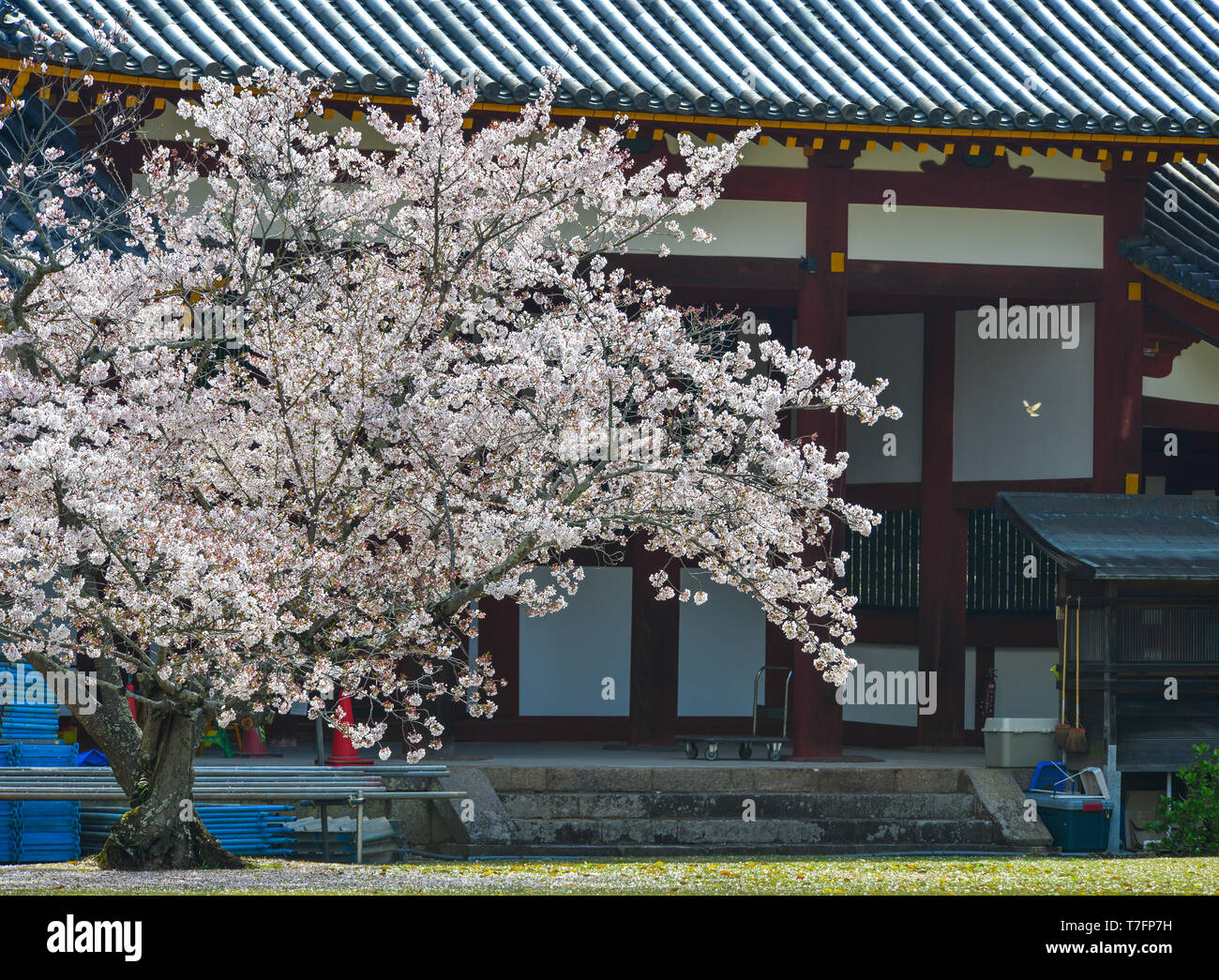 Cherry flowers with ancient building in Nara, Japan. Nara is the old ...
