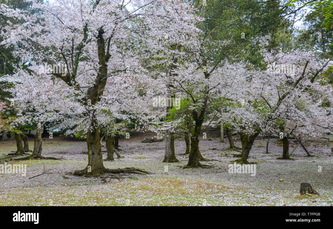 Japanese cherry blossoms at spring time in Kyoto, Japan Stock Photo - Alamy