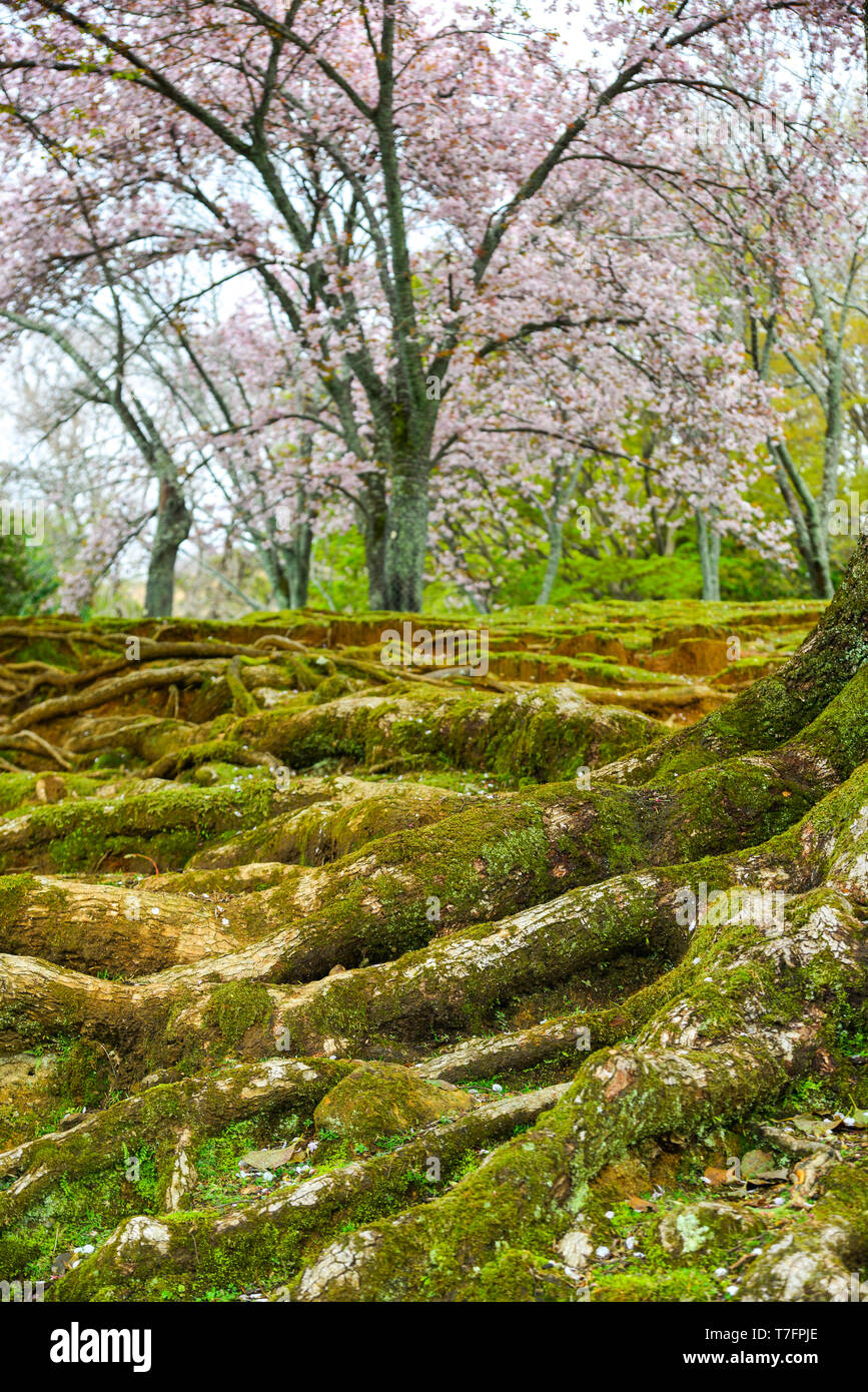 Japanese cherry blossoms at spring time in Kyoto, Japan Stock Photo - Alamy