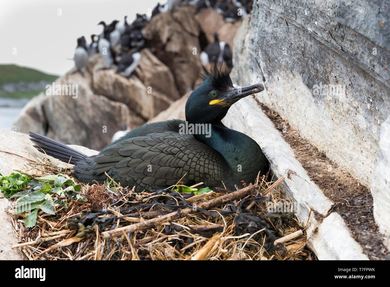 European Shag (Phalacrocorax aristotelis), adult sitting on the nest ...