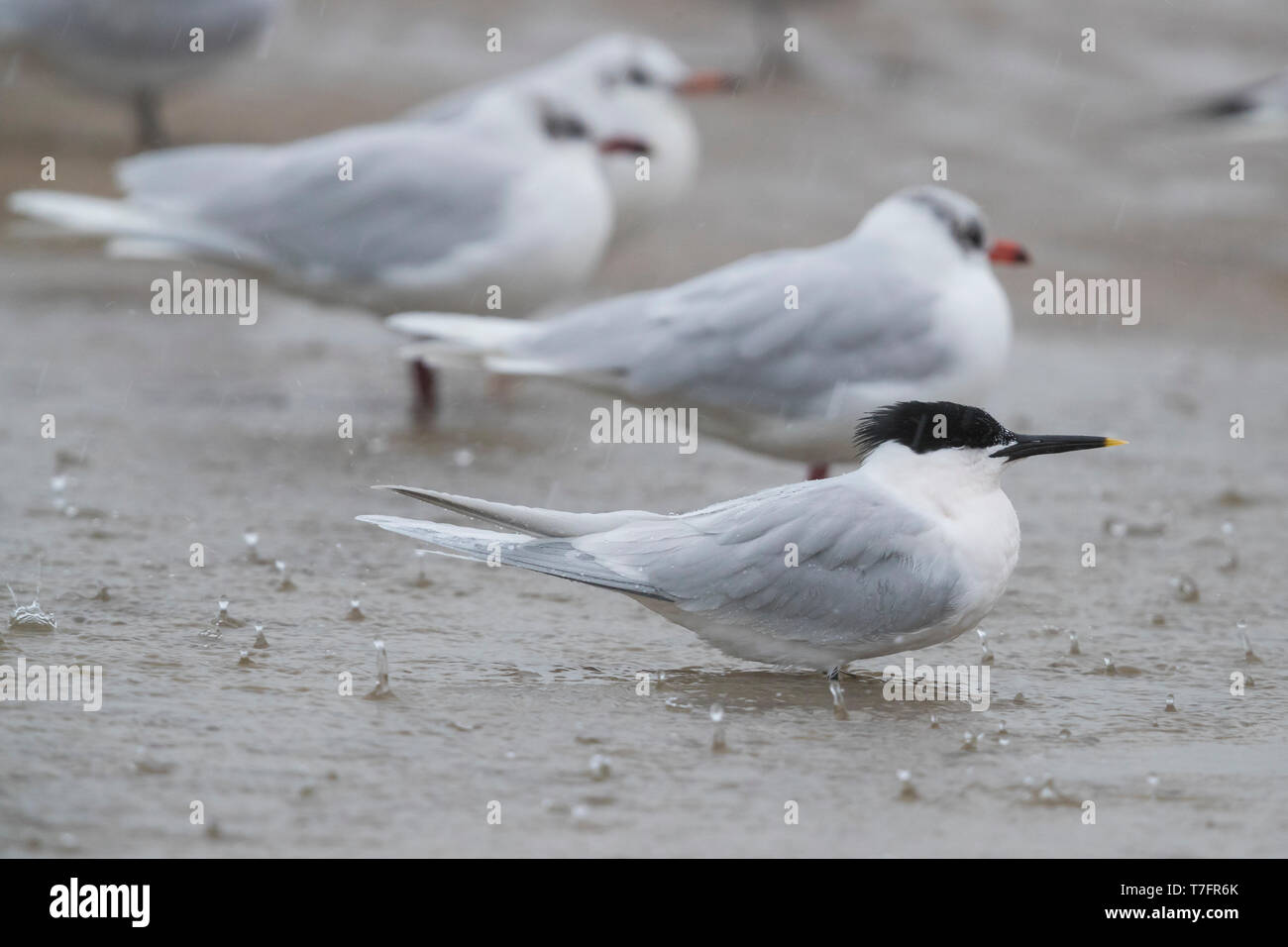 Sandwich Tern (Thalasseus sandvicensis), adult resting in shallow water ...