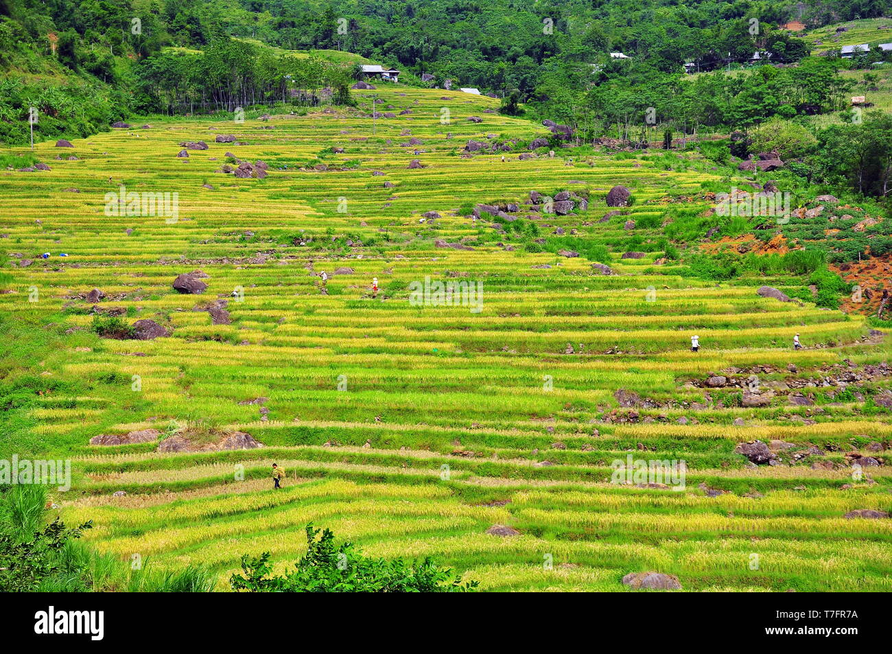 Pu Luong rice terraces Stock Photo - Alamy