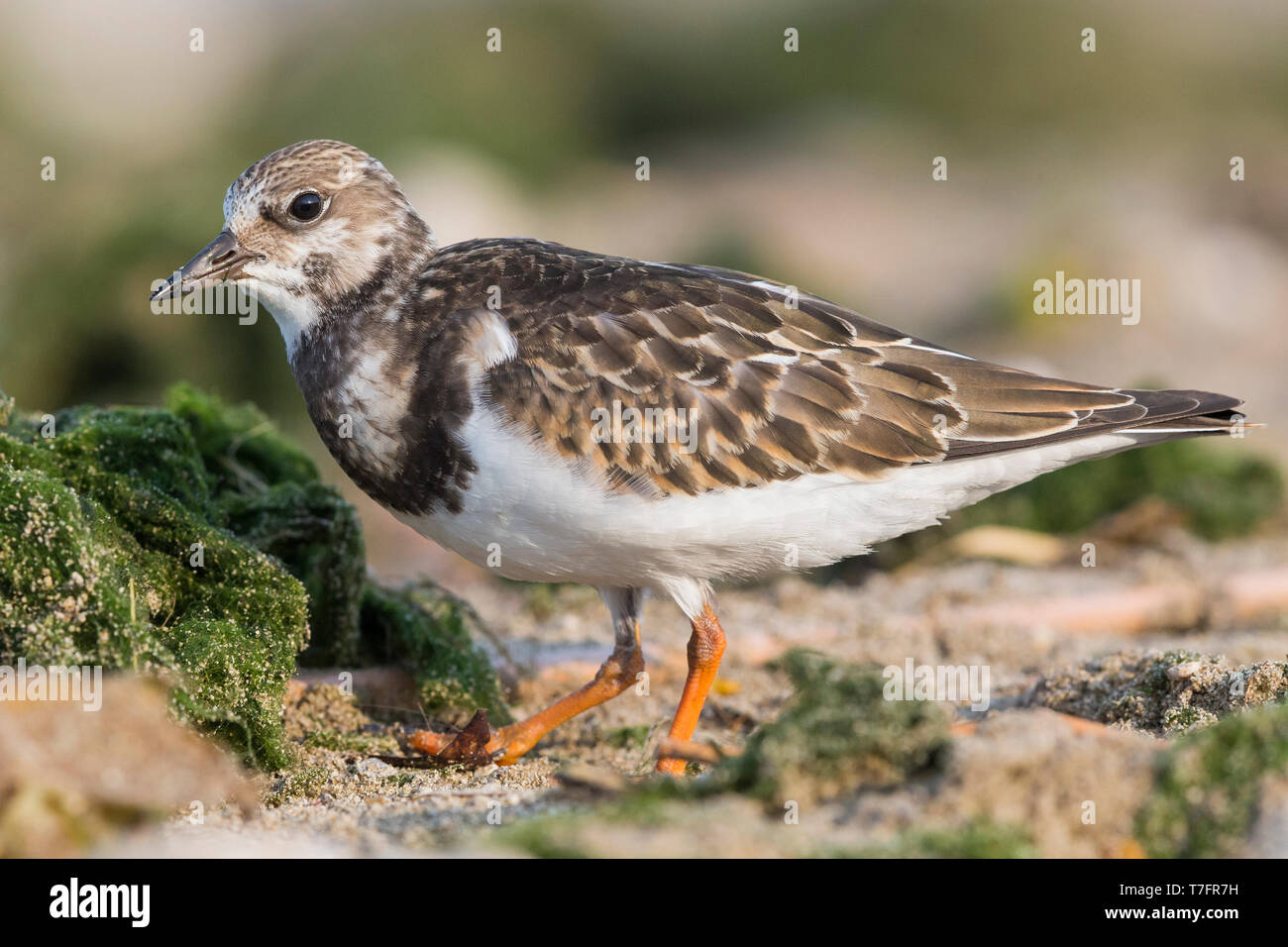 Juvenile turnstone hi-res stock photography and images - Alamy