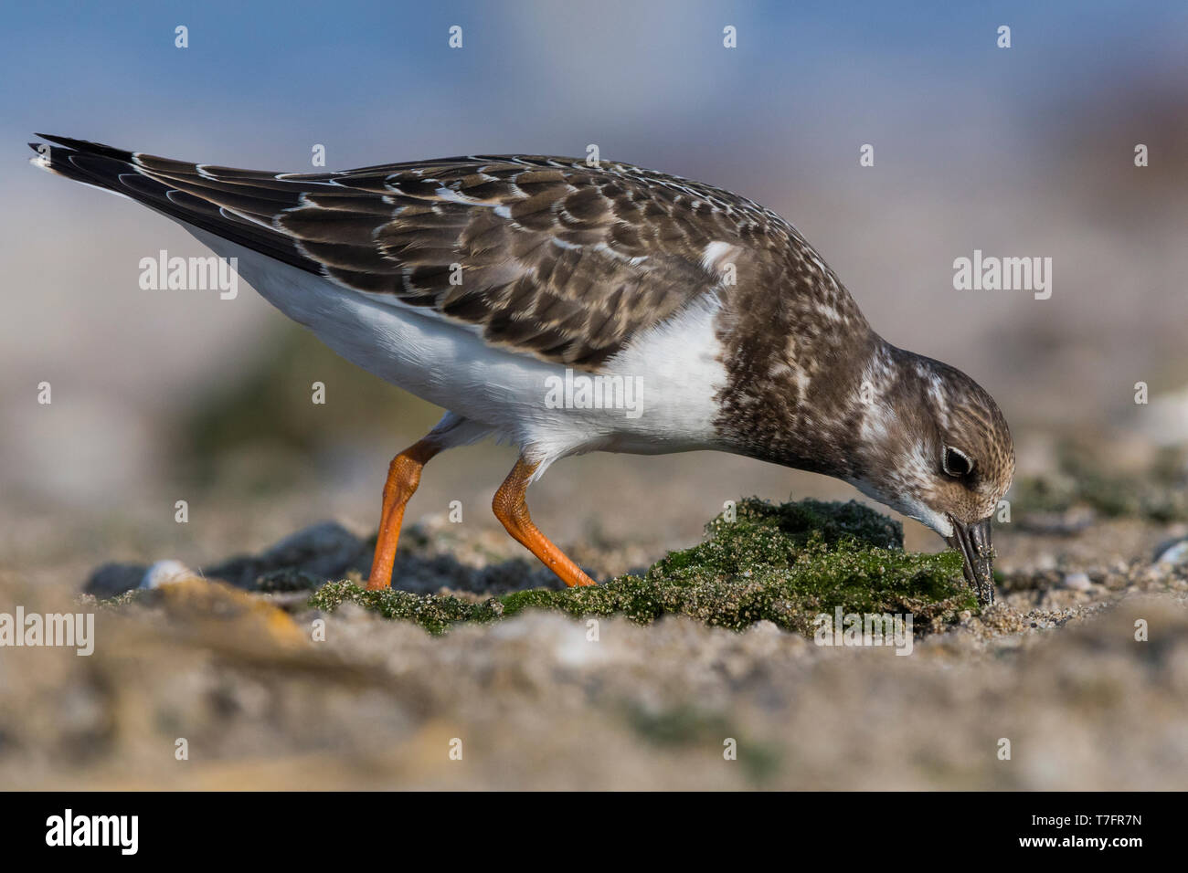 Juvenile Ruddy Turnstone High Resolution Stock Photography and Images ...
