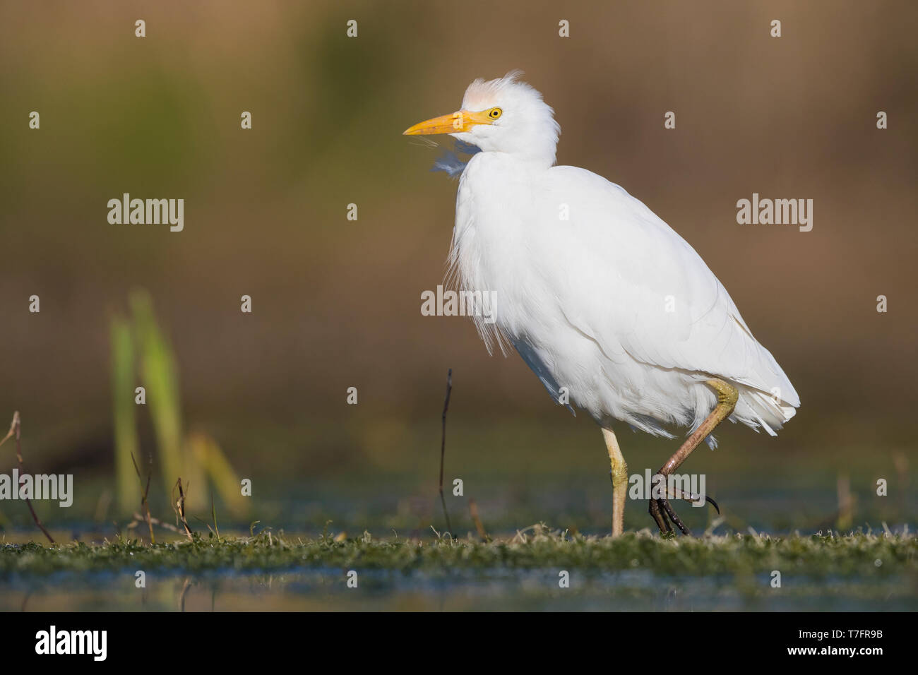 Cattle Egret (Bubulcus ibis), walking in a swamp Stock Photo - Alamy