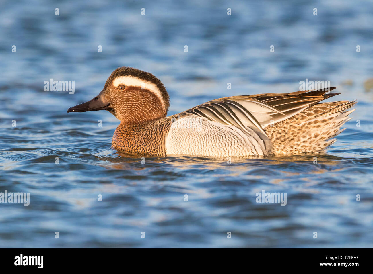 Garganey (Anas querquedula), drake swimming in a pond Stock Photo - Alamy