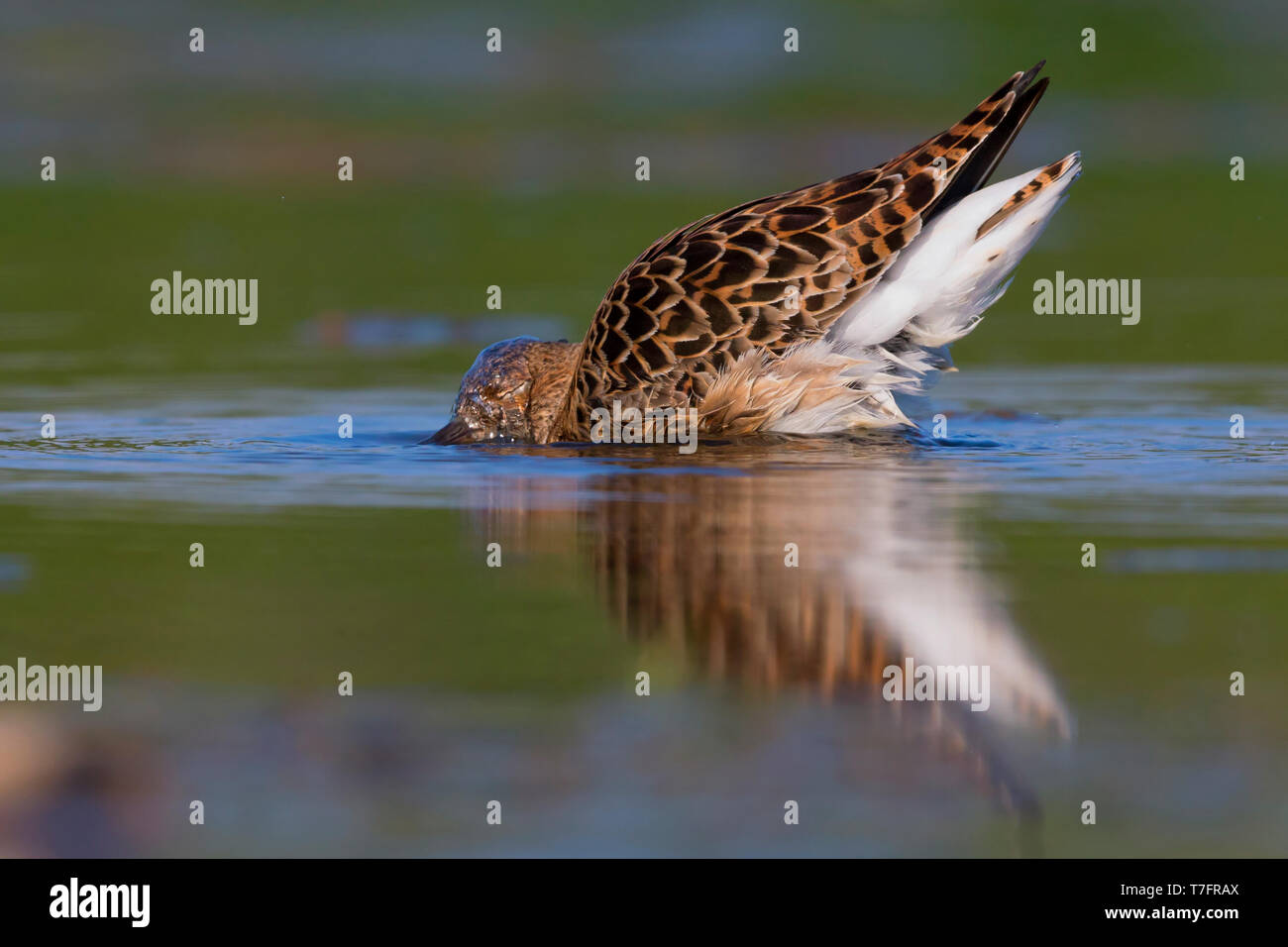 Ruff (Philomachus pugnax), adult standing in a pond Stock Photo - Alamy