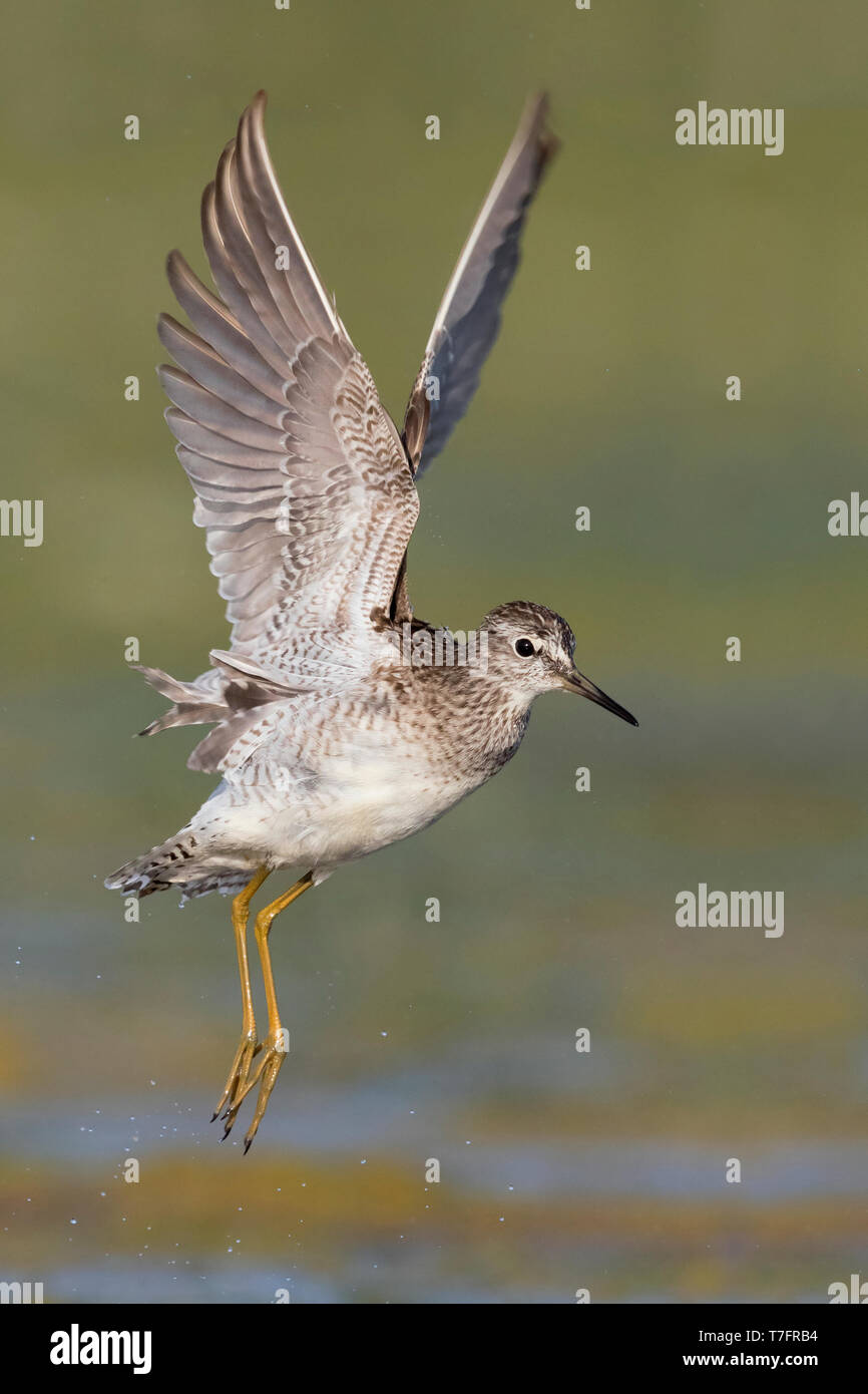 Wood Sandpiper (Tringa glareola), adult in flight Stock Photo - Alamy
