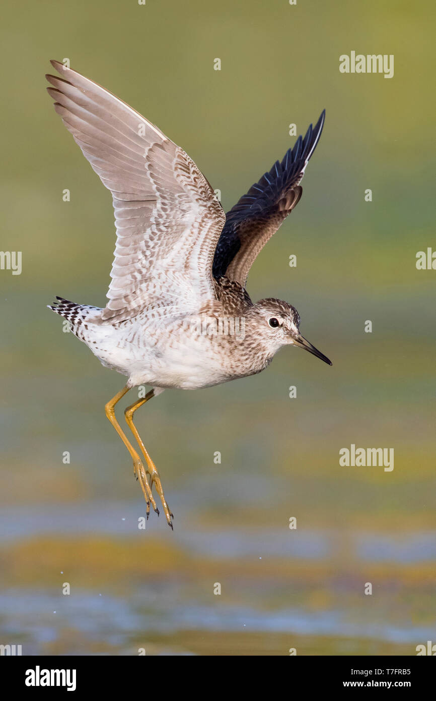 Wood Sandpiper (Tringa glareola), adult in flight Stock Photo - Alamy