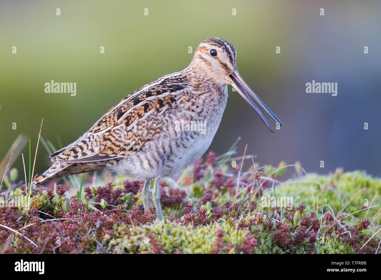 Common snipe gallinago calling hi-res stock photography and images - Alamy
