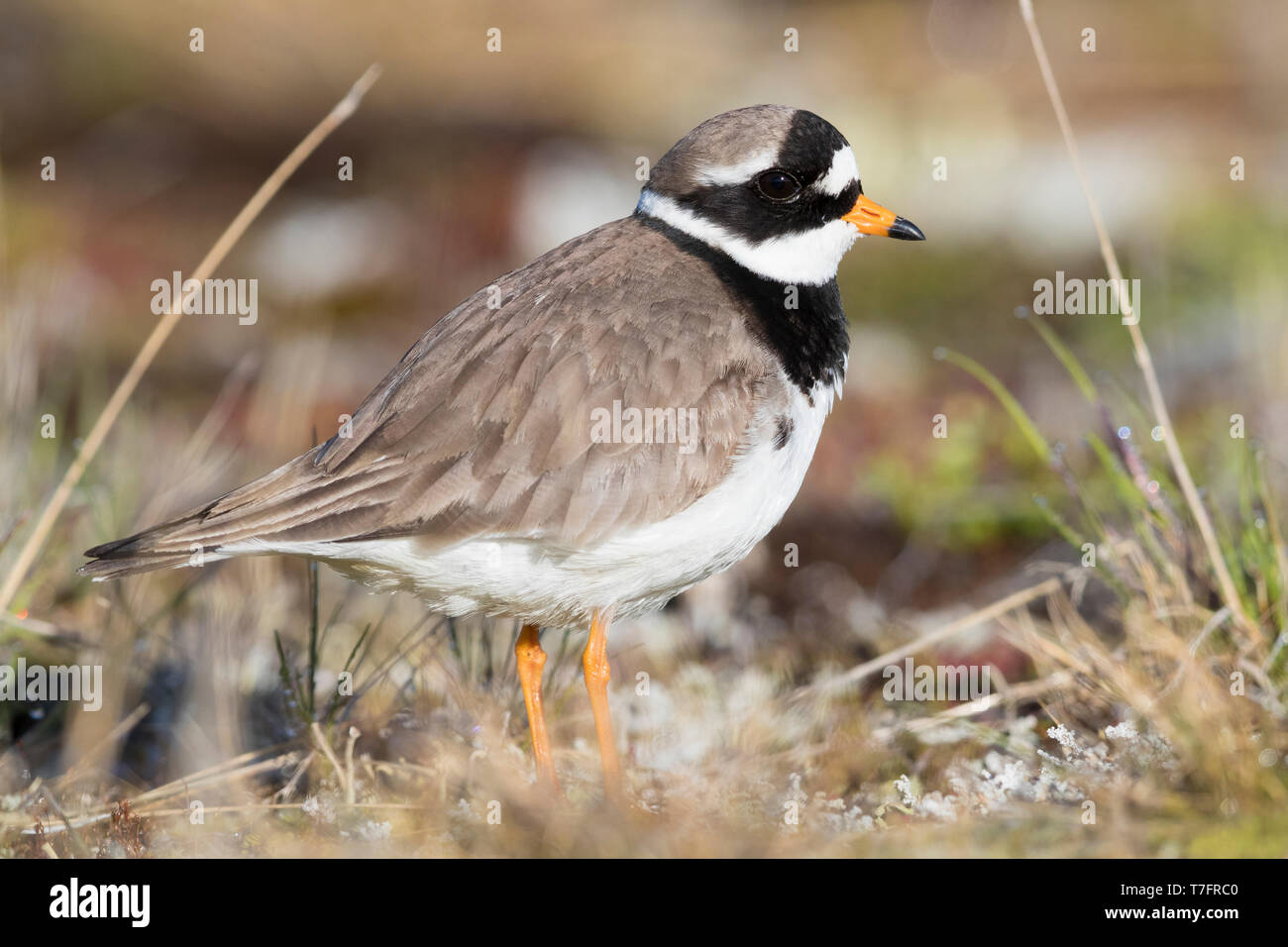 Ringed Plover (Charadrius hiaticula psammodromus), adult female sitting ...