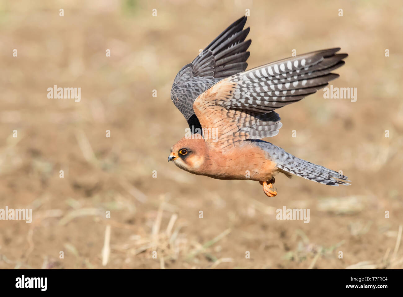 Red-footed Falcon (Falco vespertinus), adult female in flight Stock ...