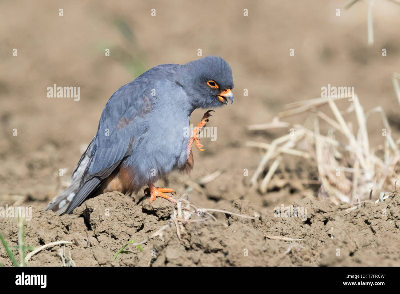 Red-footed Falcon (Falco vespertinus), adult male scratching its face ...