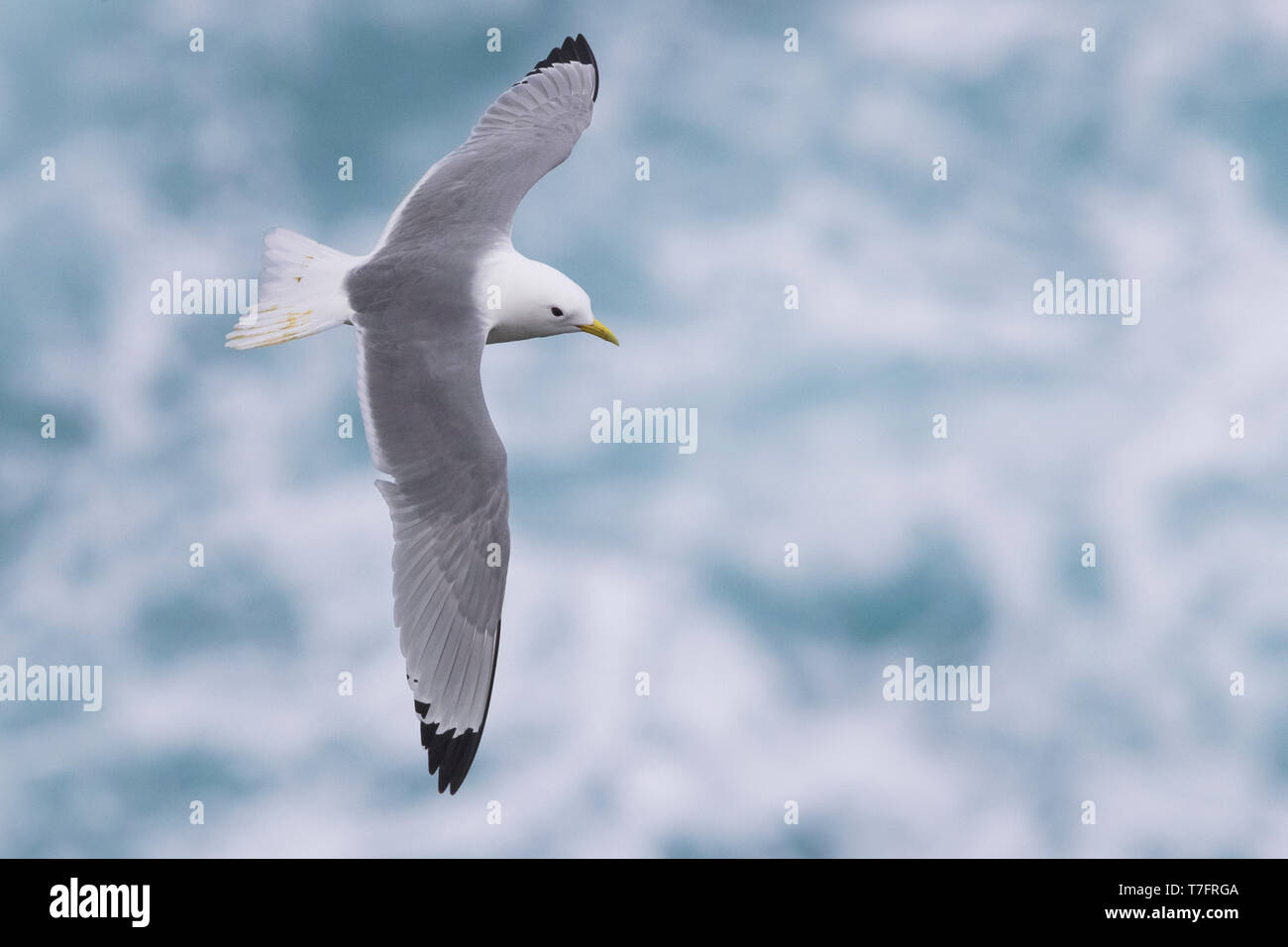 Black-legged Kittiwake (Rissa tridactyla), adult in flight Stock Photo ...