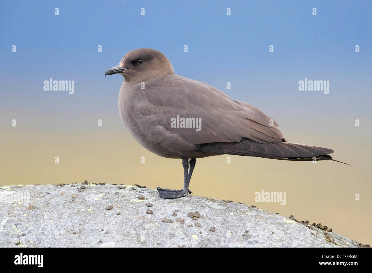 Parasitic Jaeger (Stercorarius parasiticus), dark morph adult standing ...