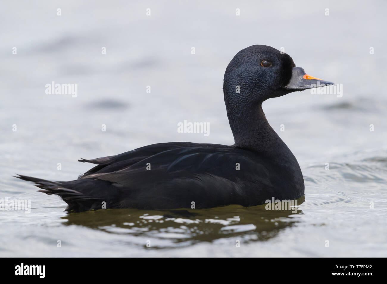 Common Scoter (Melanitta nigra), adult male swimming in a lake Stock ...