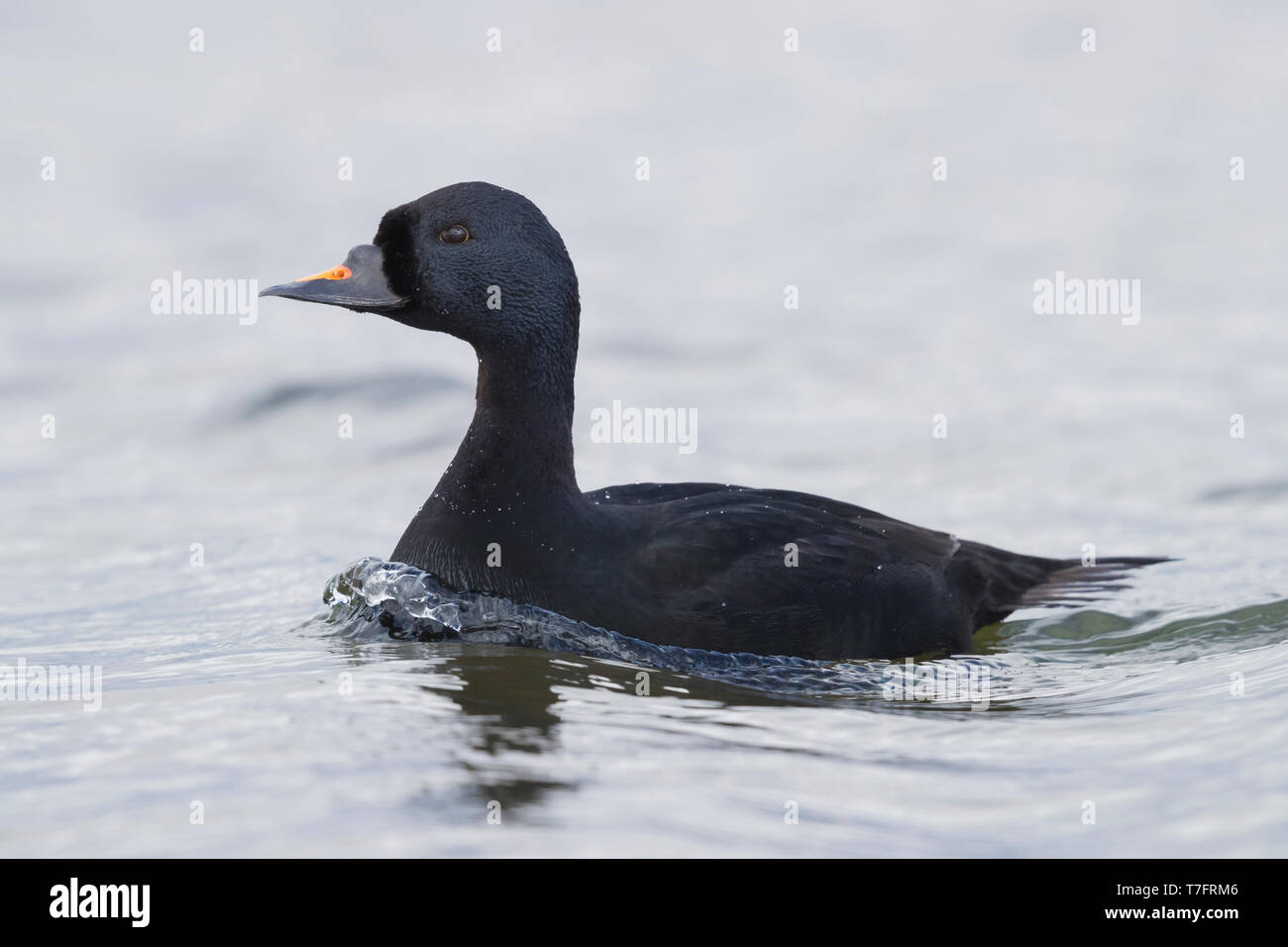 Common Scoter (Melanitta nigra), adult male swimming in a lake Stock ...