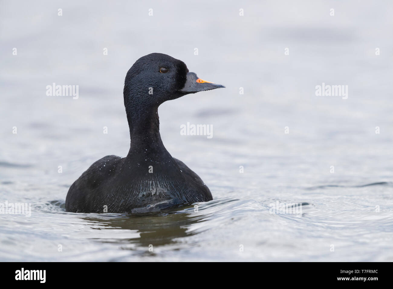 Common Scoter (Melanitta nigra), adult male swimming in a lake Stock ...