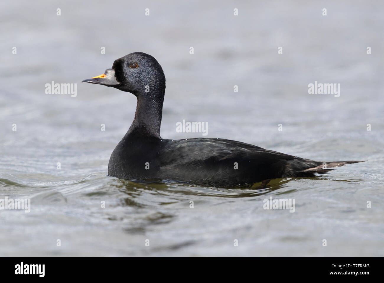 Common Scoter (Melanitta nigra), adult male swimming in a lake Stock ...