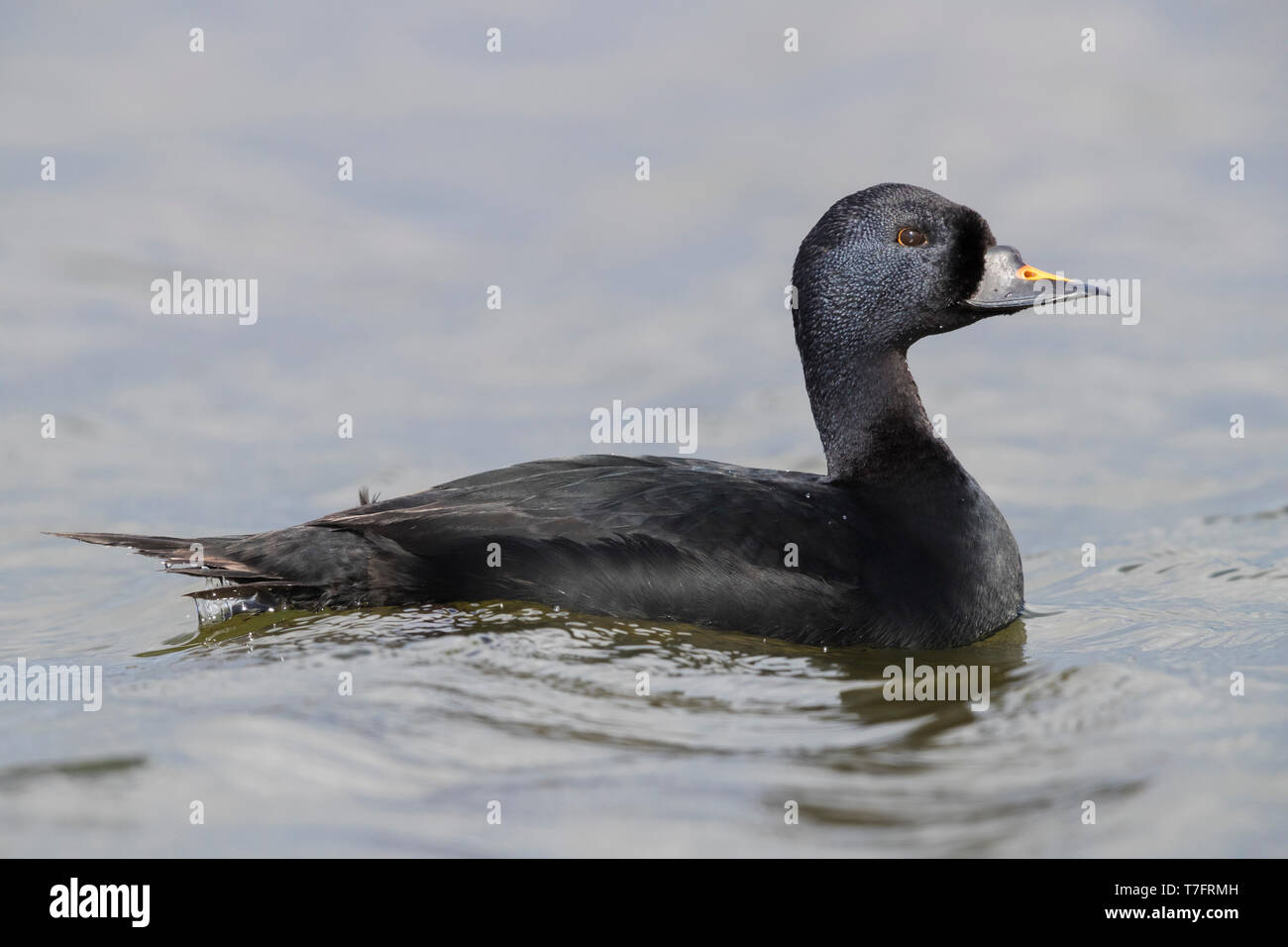 Common Scoter (Melanitta nigra), adult male swimming in a lake Stock ...