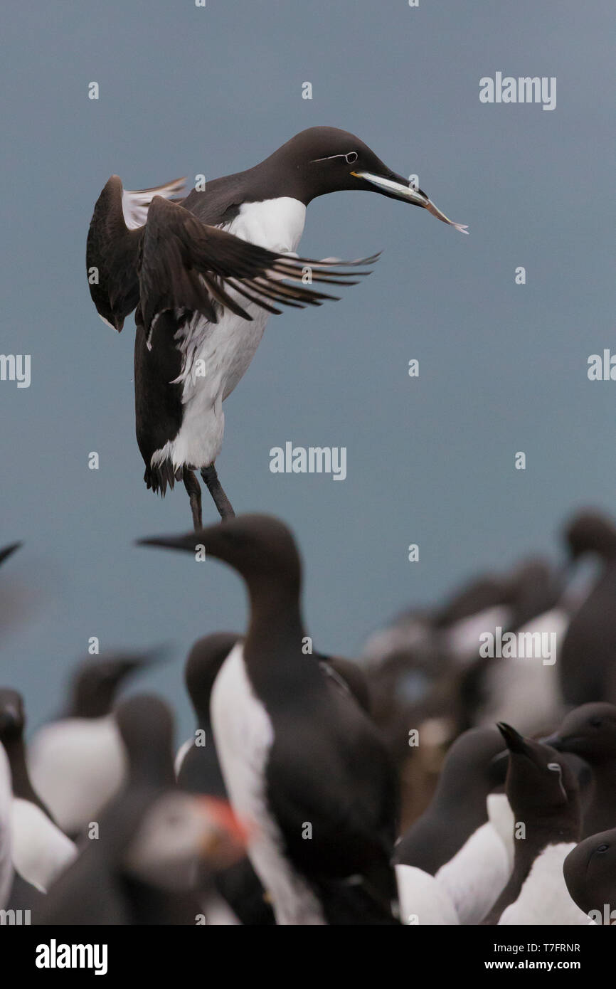 Common Murre (Uria aalge), adult in flight Stock Photo - Alamy