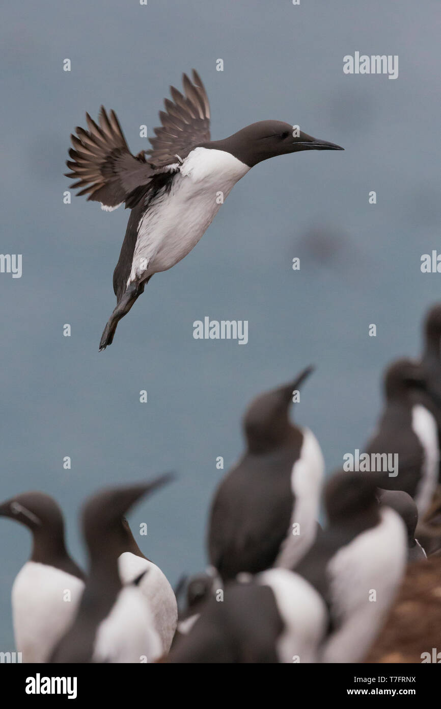 Common Murre (Uria aalge), adult in flight Stock Photo - Alamy