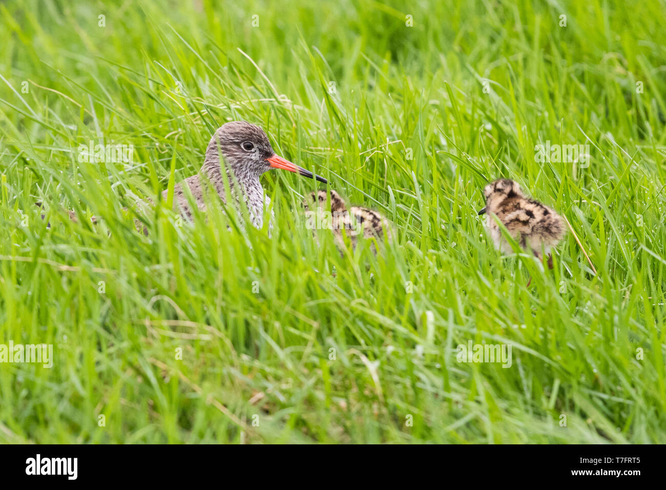 Redshank chicks hi-res stock photography and images - Alamy