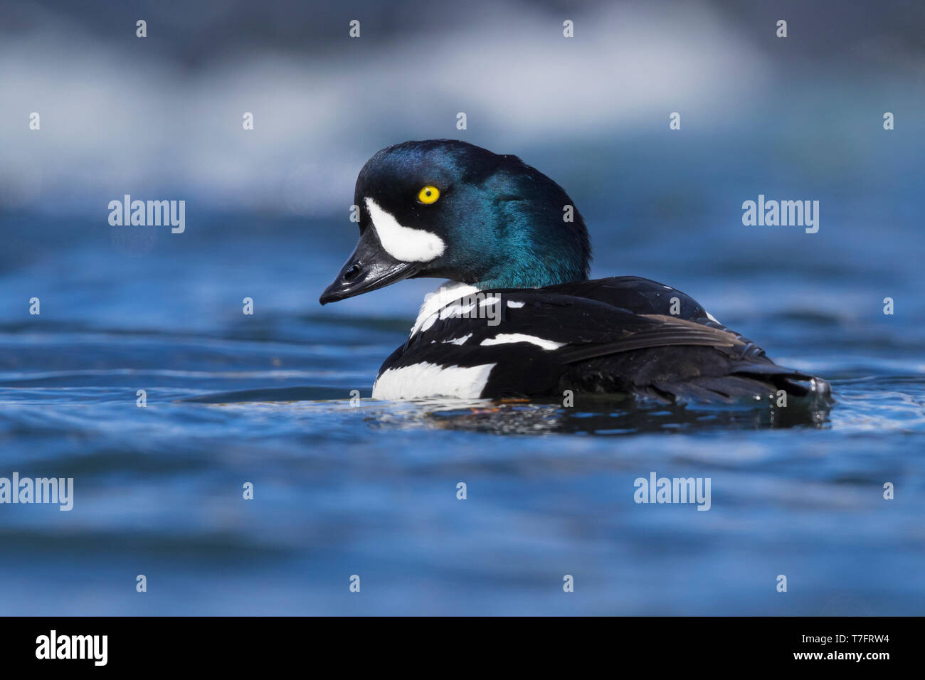 Barrow's Goldeneye (Bucephala islandica), adult male swimming in a ...