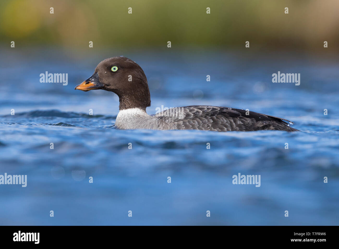 Barrow's Goldeneye (Bucephala islandica), adult female swimming in a ...