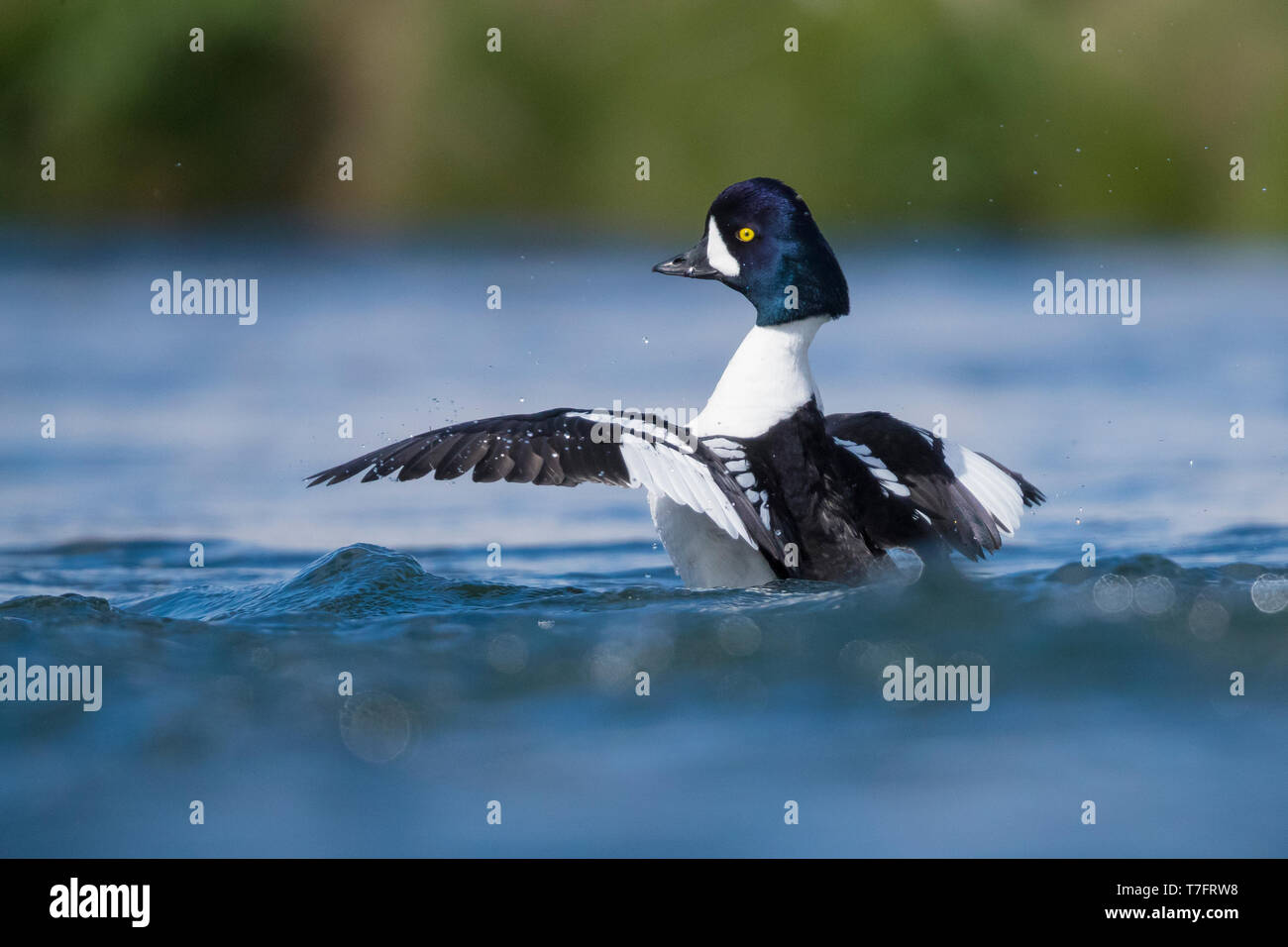 Barrow goldeneye hi-res stock photography and images - Alamy