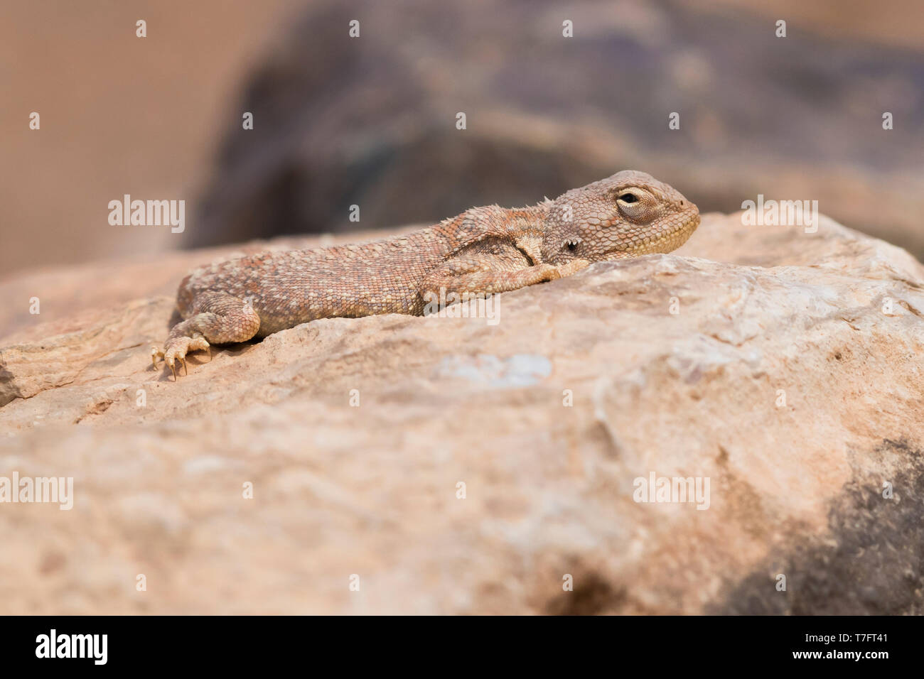 Trapelus mutabilis, juvenile basking on a rock Stock Photo - Alamy