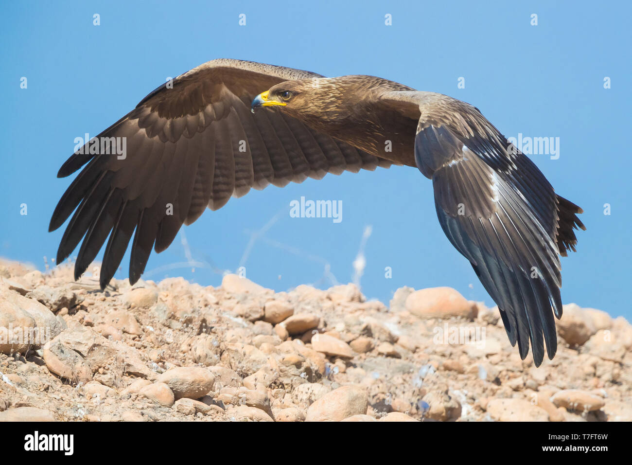 Lesser Spotted Eagle (Aquila pomarina), juvenile in flight Stock Photo ...