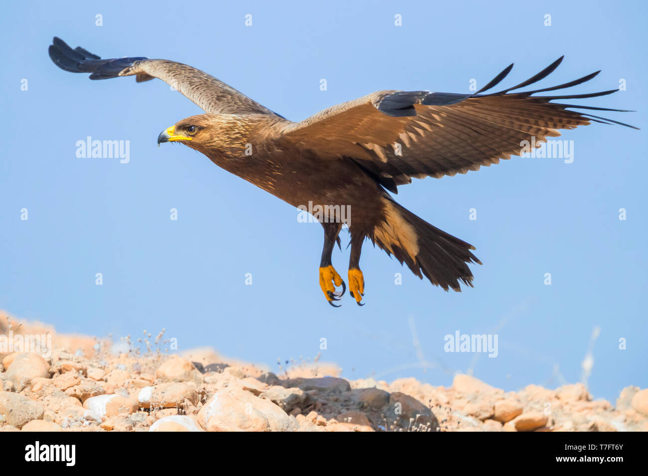 Lesser Spotted Eagle (Aquila pomarina), juvenile in flight Stock Photo ...