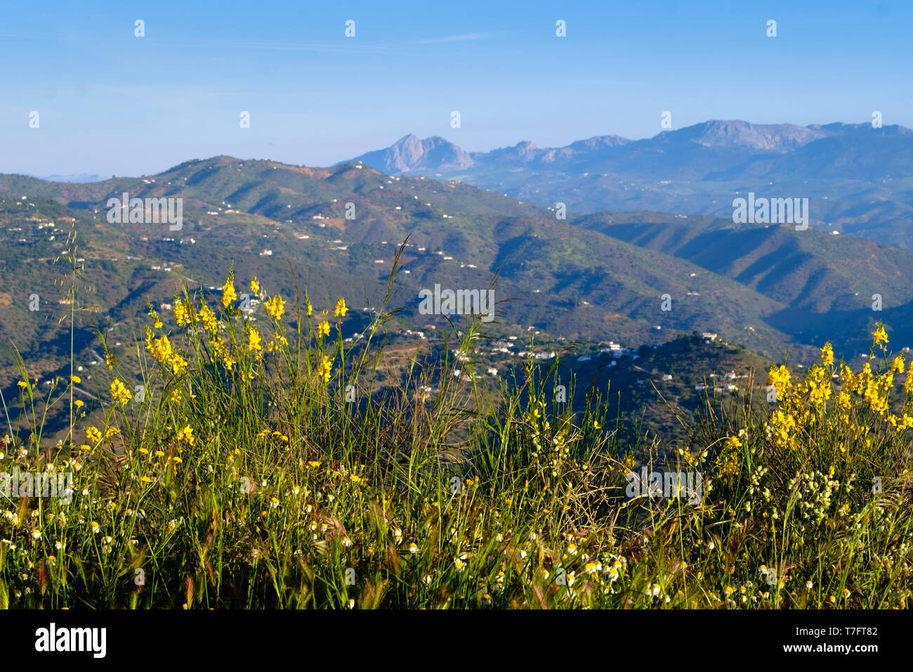 Wild flowers on the slopes around the mountain top pueblo of Comares ...