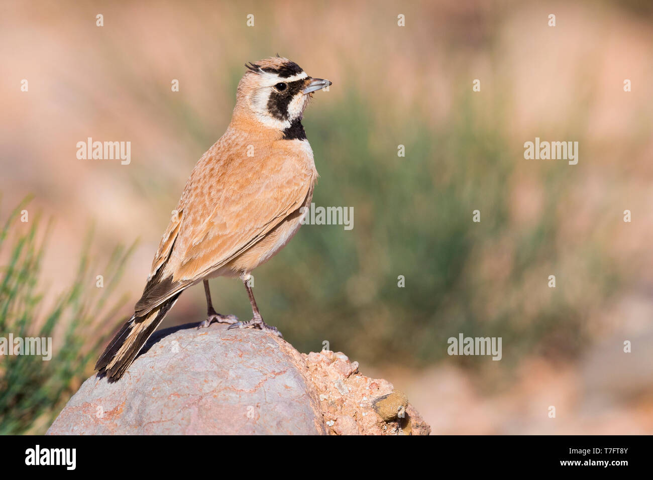 Temmincks lark eremophila bilopha hi-res stock photography and images ...