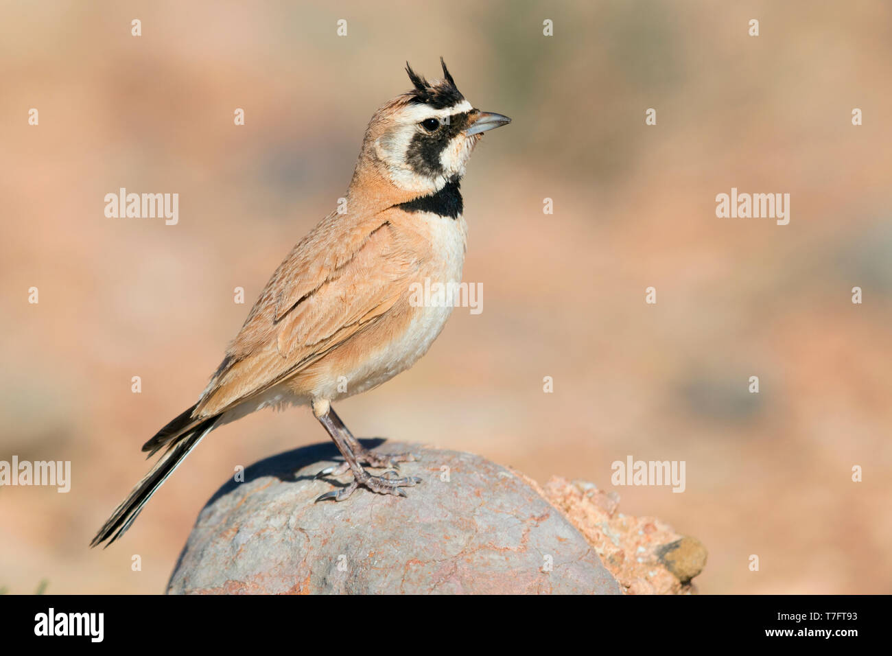 Temmincks lark eremophila bilopha hi-res stock photography and images ...