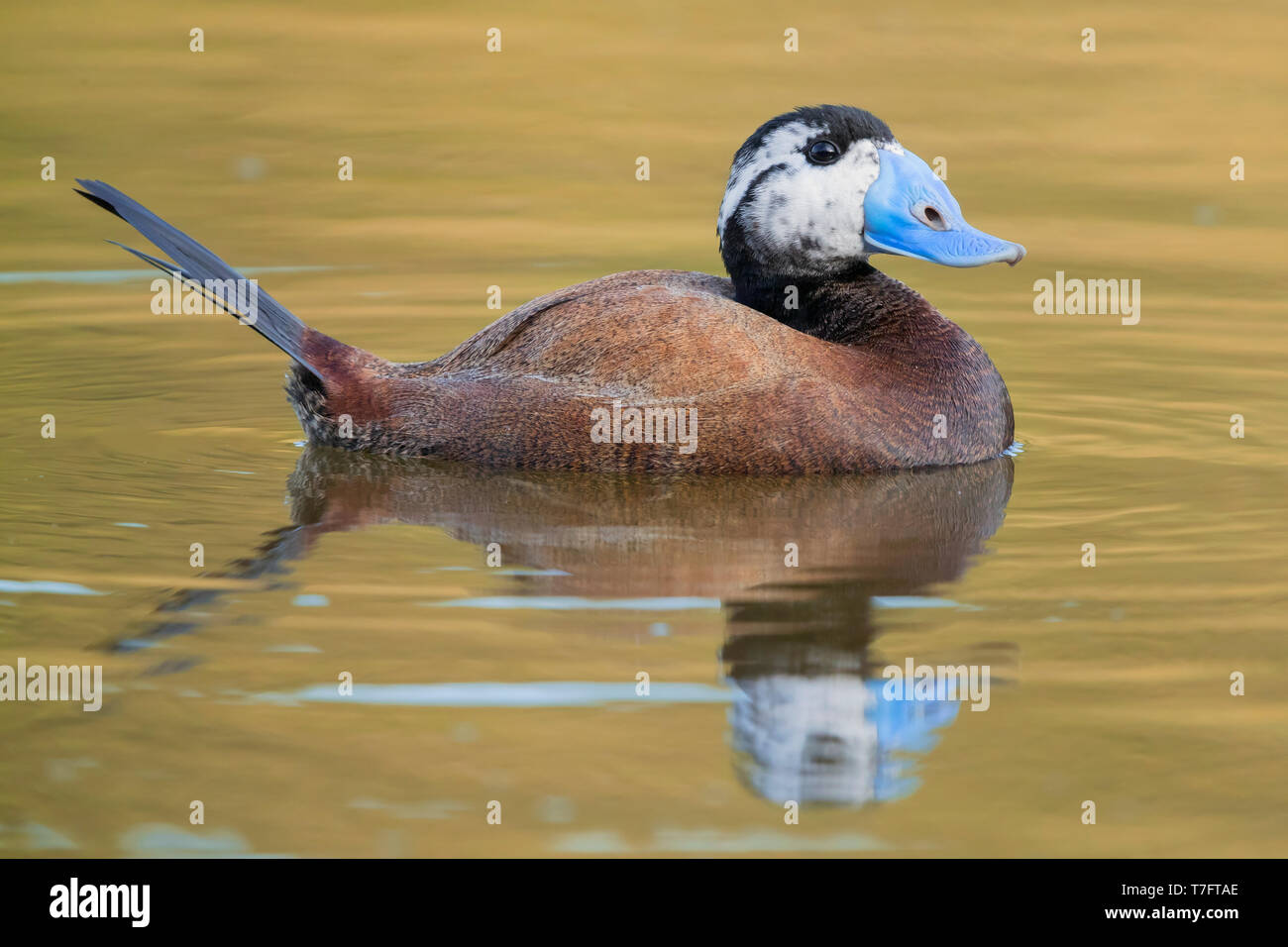 White-headed Duck (Oxyura leucocephala), side view of a second summer ...